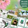 Parts of a Hummingbird Life Cycle Activities - Montessori Nature