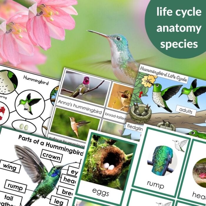 Parts of a Hummingbird Life Cycle Activities - Montessori Nature