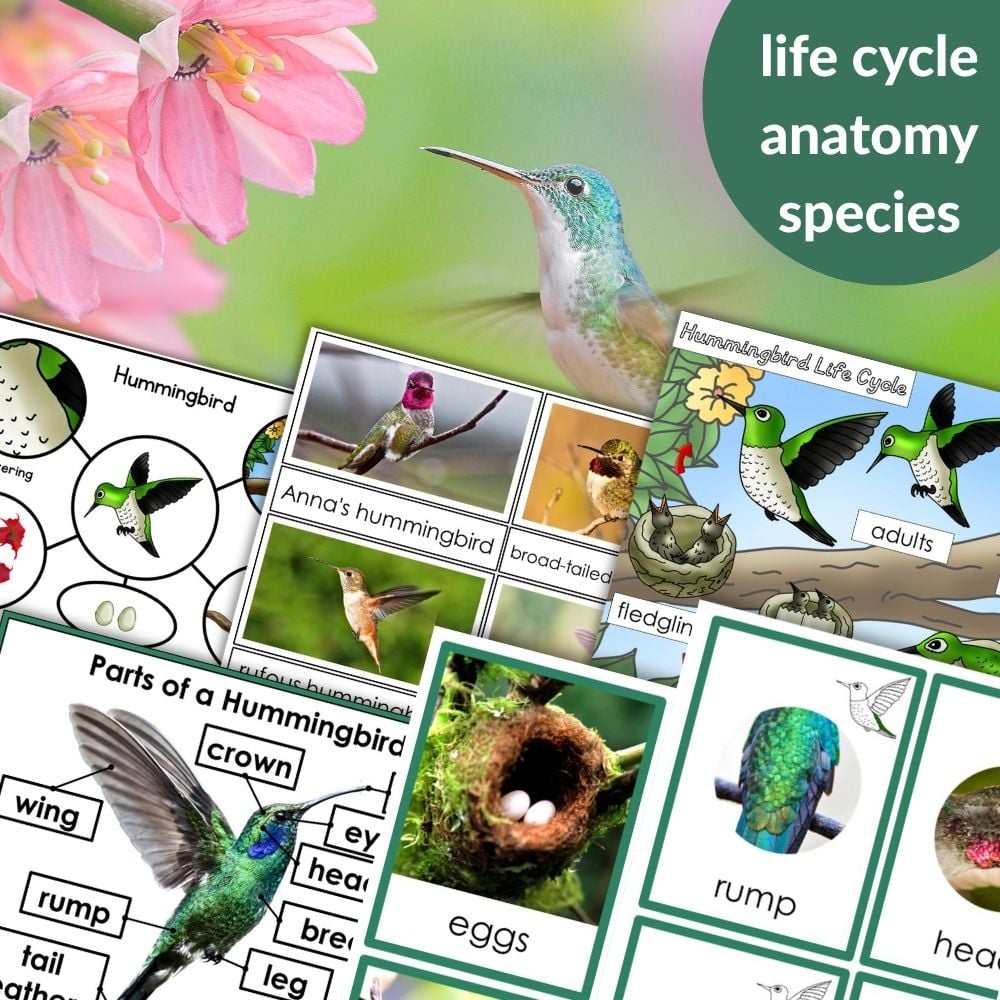 Parts of a Hummingbird Life Cycle Activities - Montessori Nature