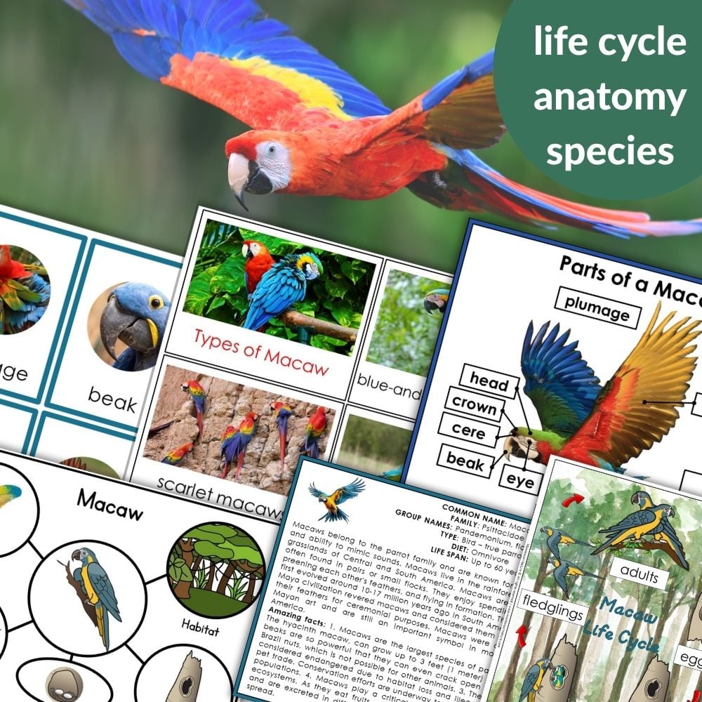 Parts of a Macaw Life Cycle Activities - Montessori Nature