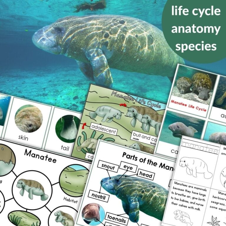 Seahorse Life Cycle and Parts of the Seahorse Printable - Montessori Nature