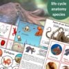 Parts of an Octopus Life Cycle Activities - Montessori Nature