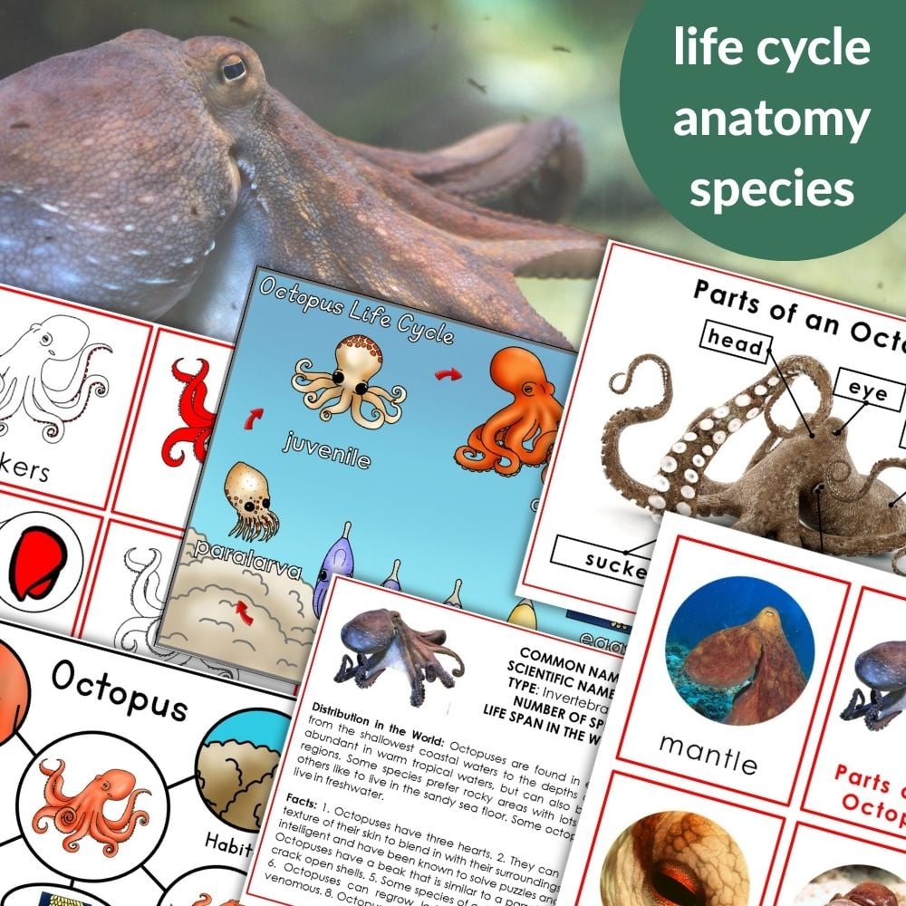 Parts of an Octopus Life Cycle Activities - Montessori Nature