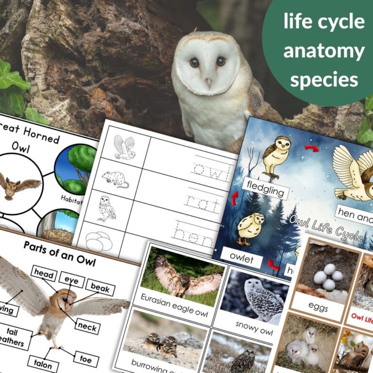 Free Printable Owl Early Learning Activities - Montessori Nature