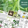 Pea Plant Life Cycle and Parts of a Pea Plant Printable - Montessori Nature