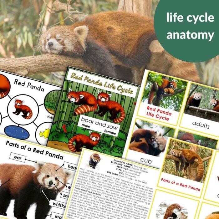 Red Panda Life Cycle and Parts of a Red Panda Printables