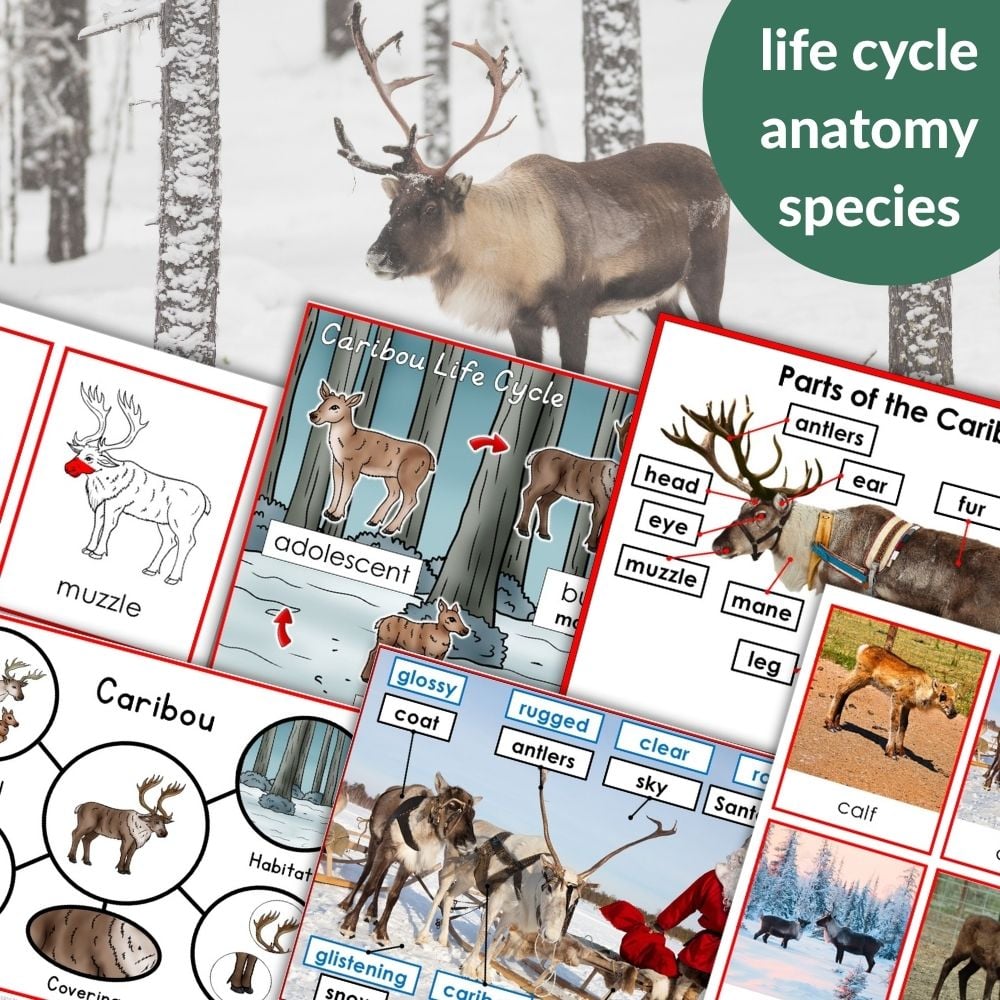 Parts of a Caribou / Reindeer Life Cycle Activities - Montessori Nature