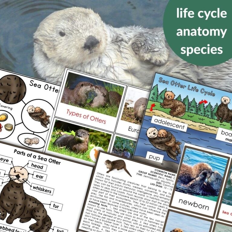 Seahorse Life Cycle and Parts of the Seahorse Printable - Montessori Nature