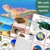 Shark Life Cycle And Parts Of The Shark Printable - Montessori Nature