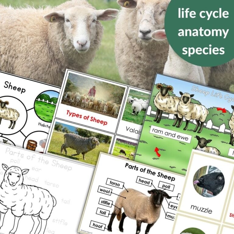 Cow Life Cycle Parts of a Cow Activities - Montessori Nature