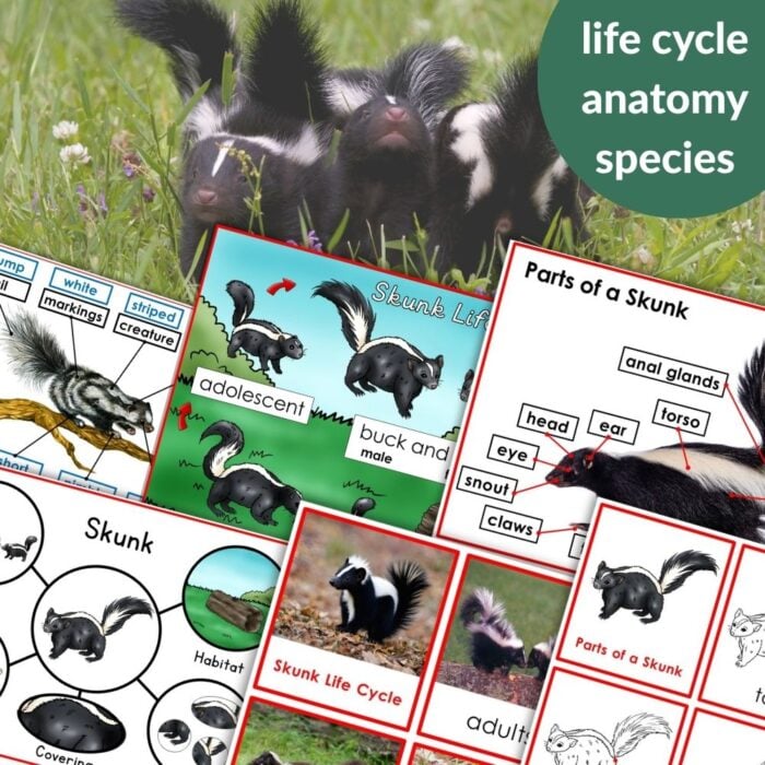 Snowflake Life Cycle Types of Snowflakes Snow Life Cycle Bentley Winter ...