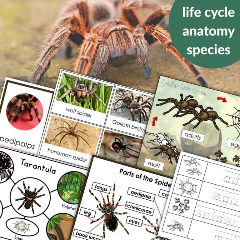 Free Printable - Poisonous and Edible Mushrooms - Montessori Nature