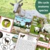 Cow Life Cycle Parts of a Cow Activities - Montessori Nature