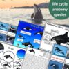 Parts of an Orca Life Cycle Types of Whales Activities