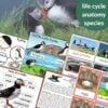 Parts of a Puffin Life Cycle Activities - Montessori Nature