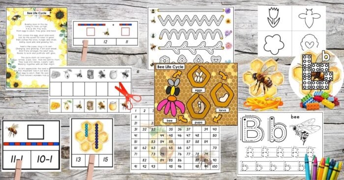 Learning About Birds in the Montessori Preschool Classroom - Montessori ...