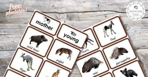 Free Printable - Mothers and Their Young Animals Sort - Montessori Nature