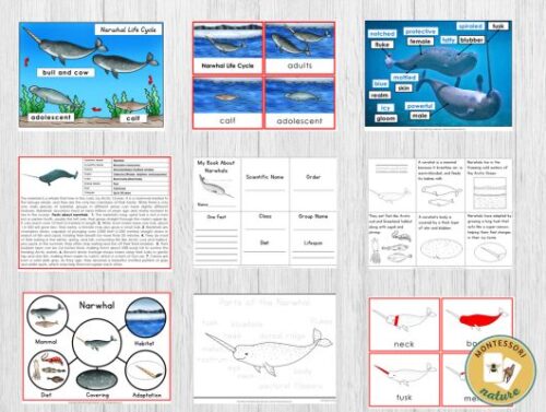 Parts of a Narwhal Life Cycle Activities - Montessori Nature