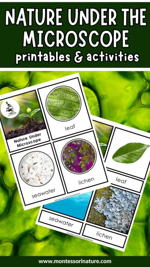 Nature Under the Microscope Printables and Activities - Montessori Nature