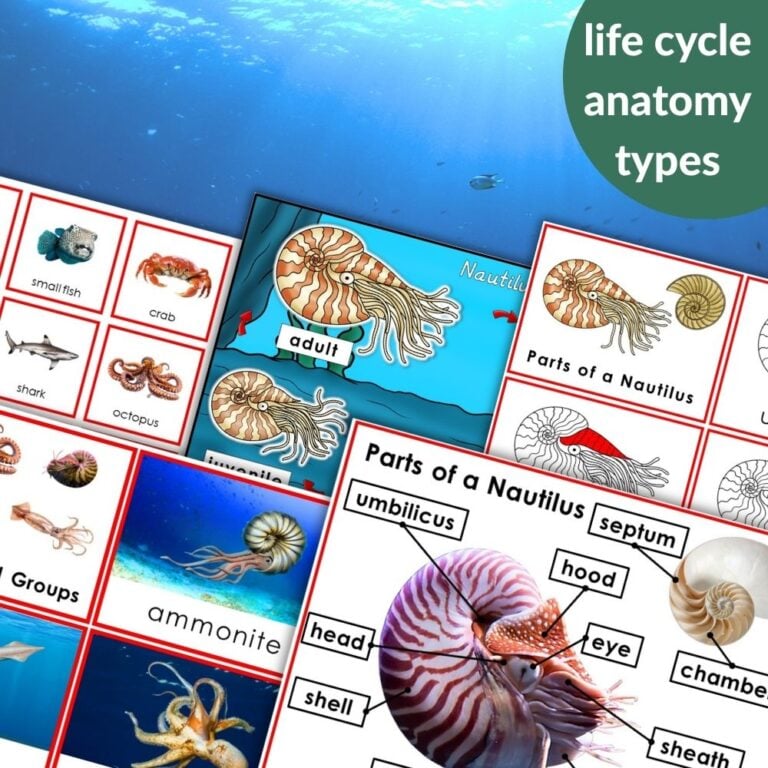 Seahorse Life Cycle and Parts of the Seahorse Printable - Montessori Nature