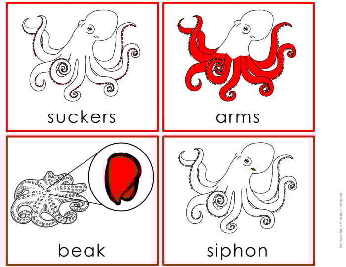 Parts of an Octopus Life Cycle Activities - Montessori Nature