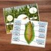Parts of a Corn Life Cycle Activities - Montessori Nature