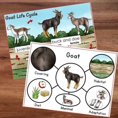 Parts of a Goat Life Cycle Activities - Montessori Nature