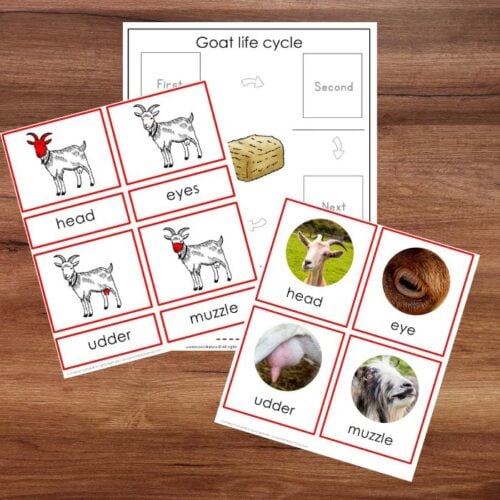 Parts of a Goat Life Cycle Activities - Montessori Nature
