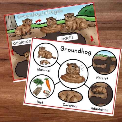 Parts of a Groundhog Life Cycle Activities - Montessori Nature
