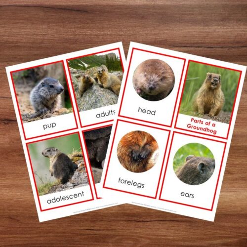Parts of a Groundhog Life Cycle Activities - Montessori Nature