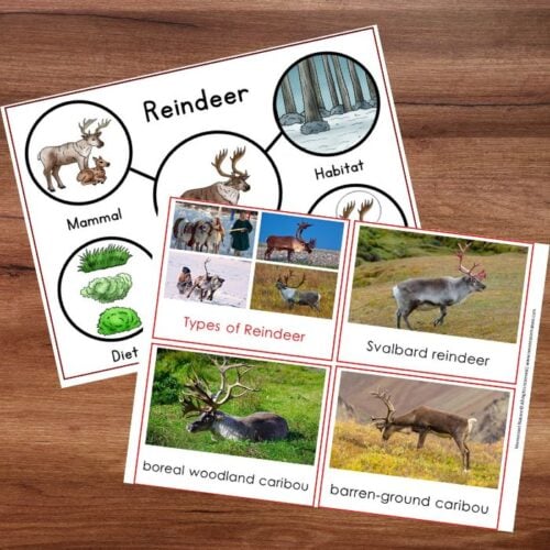 Parts of a Caribou / Reindeer Life Cycle Activities - Montessori Nature