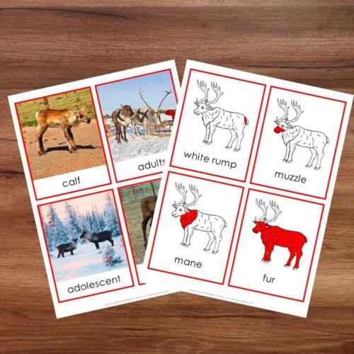 Parts of a Caribou / Reindeer Life Cycle Activities - Montessori Nature