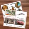 Parts of a Squirrel Life Cycle Activities - Montessori Nature
