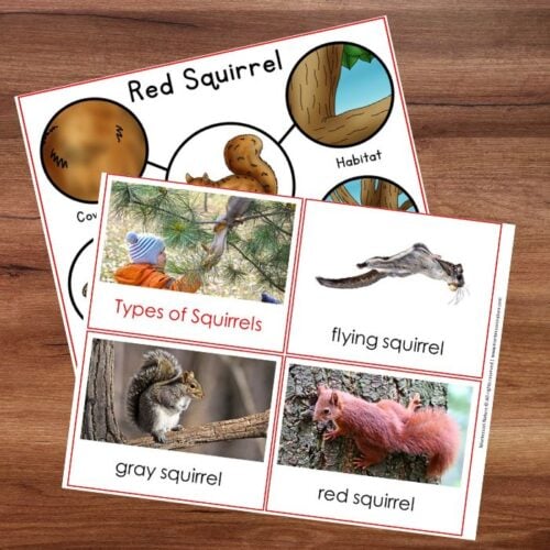 Parts of a Squirrel Life Cycle Activities - Montessori Nature
