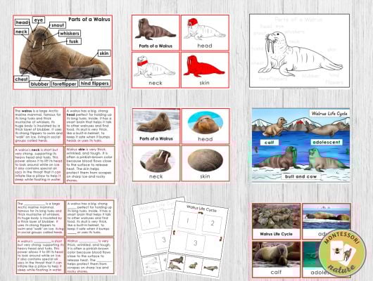 Parts of a Walrus Life Cycle Activities - Montessori Nature