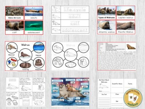 Parts of a Walrus Life Cycle Activities - Montessori Nature