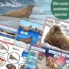 Antarctica Montessori Inspired Activities - Montessori Nature