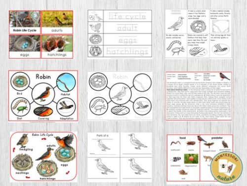 Parts of an American Robin Life Cycle Activities - Montessori Nature
