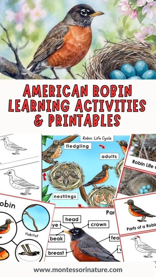 Parts of an American Robin and Robin Life Cycle - Learning Activities ...