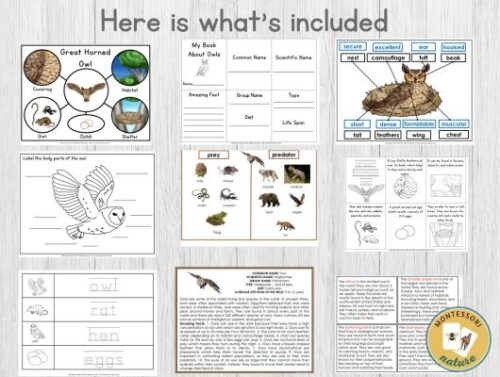 Parts of an Owl Life Cycle Types Facts Pack - Montessori Nature Printables