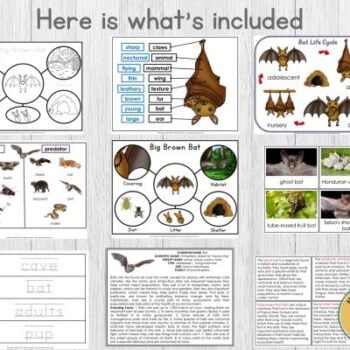 Parts of Bat Life Cycle Types Nomenclature 3 Part Cards Facts ...