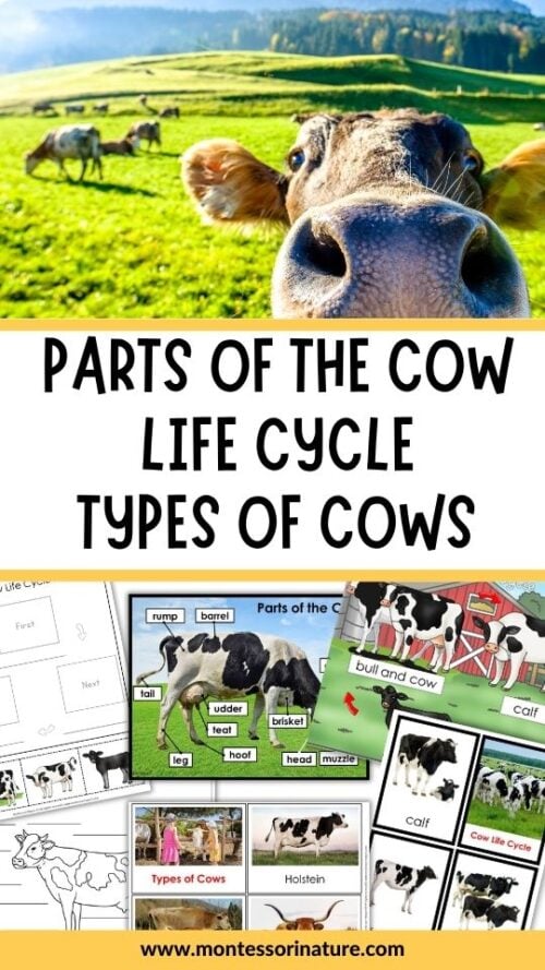 Cow Life Cycle Parts of a Cow Activities - Montessori Nature