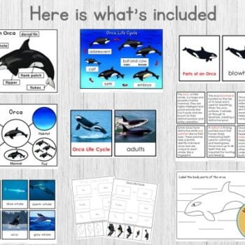 Parts of Orca Life Cycle Types of Whales Nomenclature 3 Part Cards ...