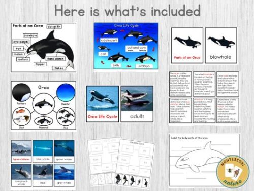 Parts of an Orca Life Cycle Types of Whales Facts Pack - Montessori ...