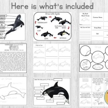 Parts of Orca Life Cycle Types of Whales Nomenclature 3 Part Cards ...
