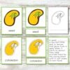 Parts of the Seed Printable Nature Curriculum in Cards