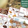 Beaver life Cycle and Parts of a Beaver learning Hands-on Printables ...