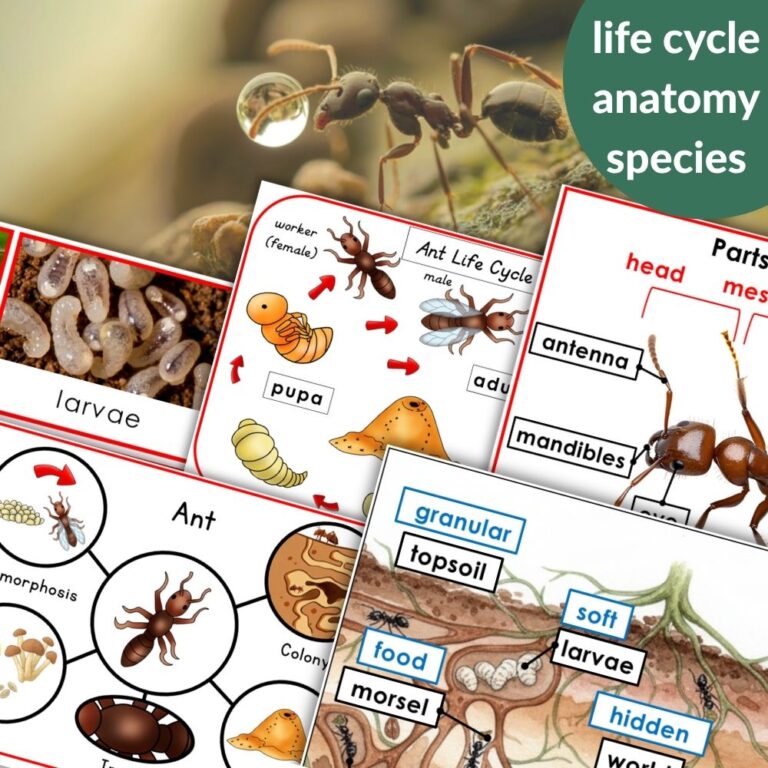 Beaver life Cycle and Parts of a Beaver learning Hands-on Printables ...