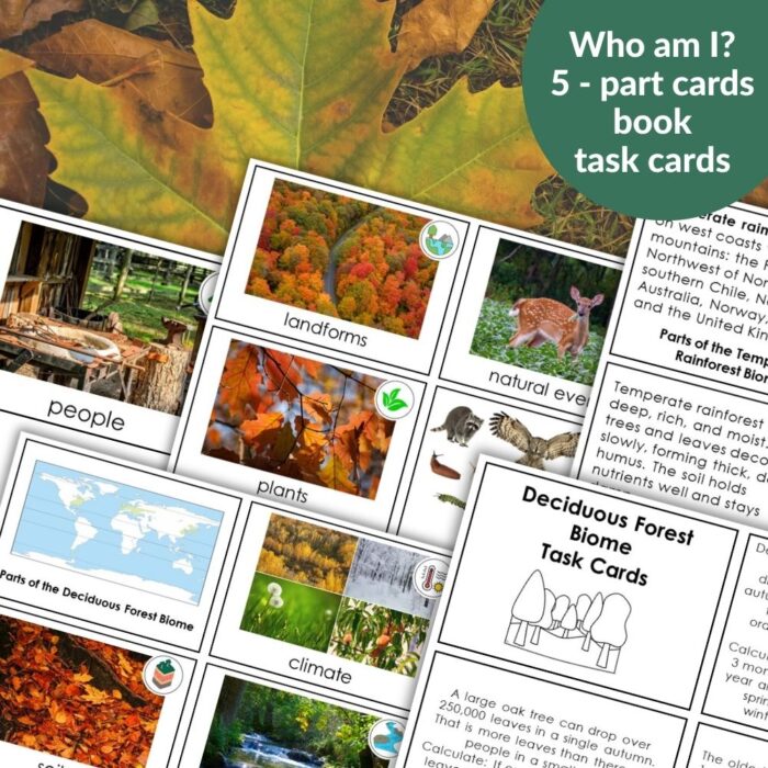 Parts of the Deciduous Forest Biome - Montessori Nature