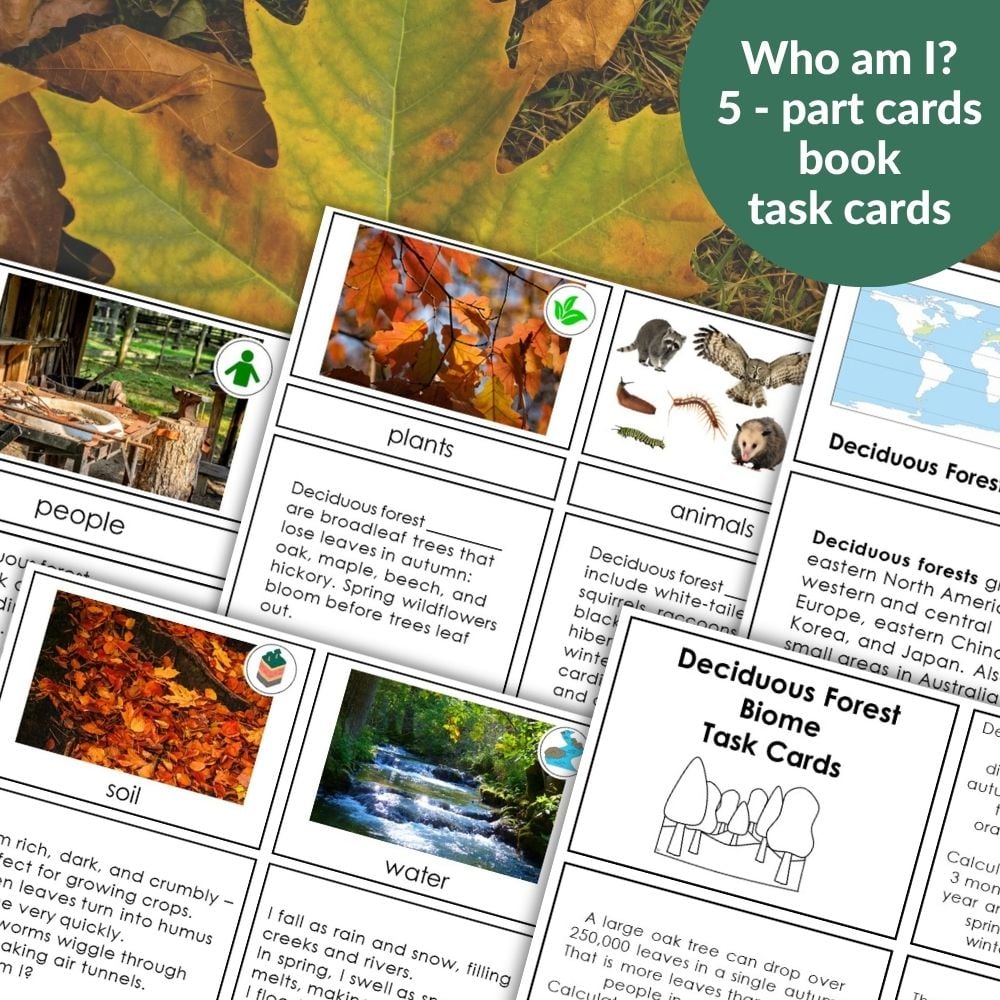 Parts of the Deciduous Forest Biome - Montessori Nature